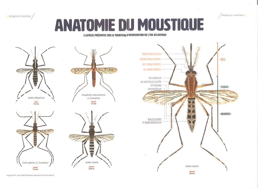 Le Moustique vecteur de Maladies | Port d'Envaux