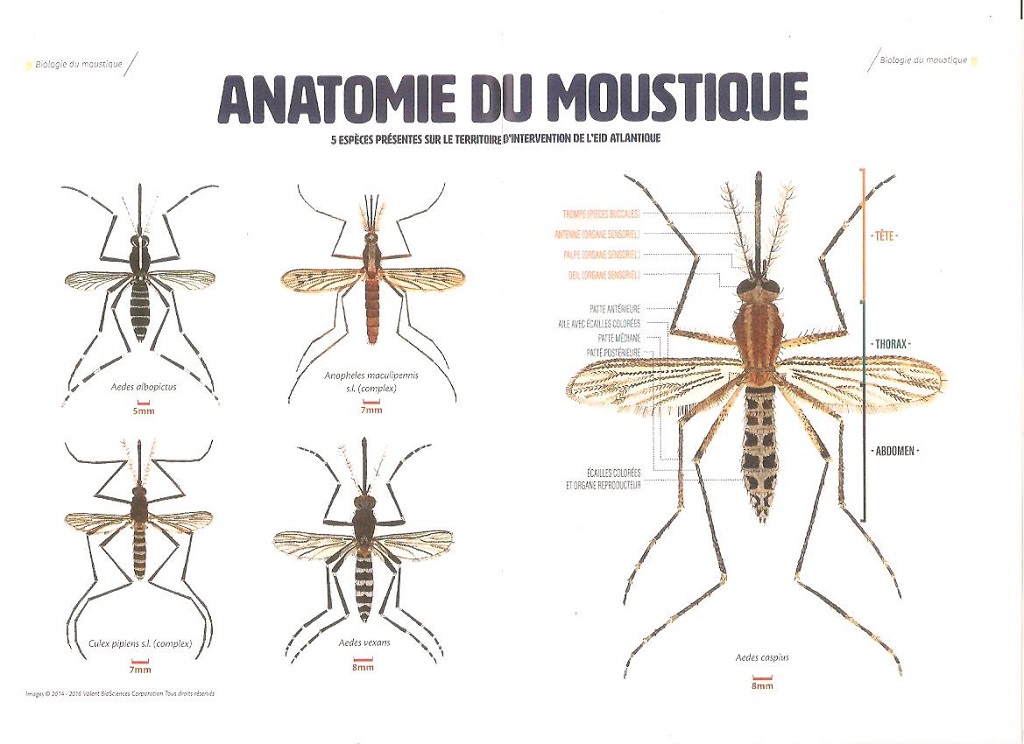 Le Moustique vecteur de Maladies - Port d'Envaux